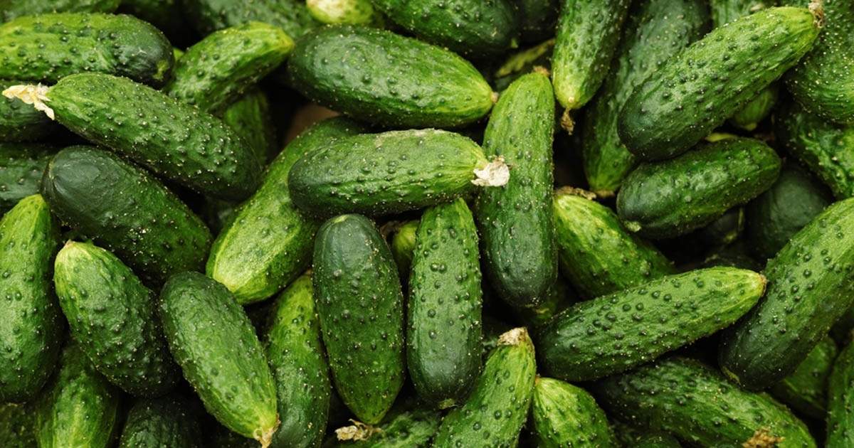 Kai agurkas nelygu agurkui: kodėl kokybiški agurkai „Lidl“ kainuoja ...